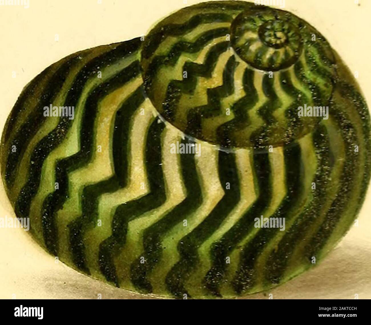 The universal conchologist : exhibiting the figure of every known shell ...