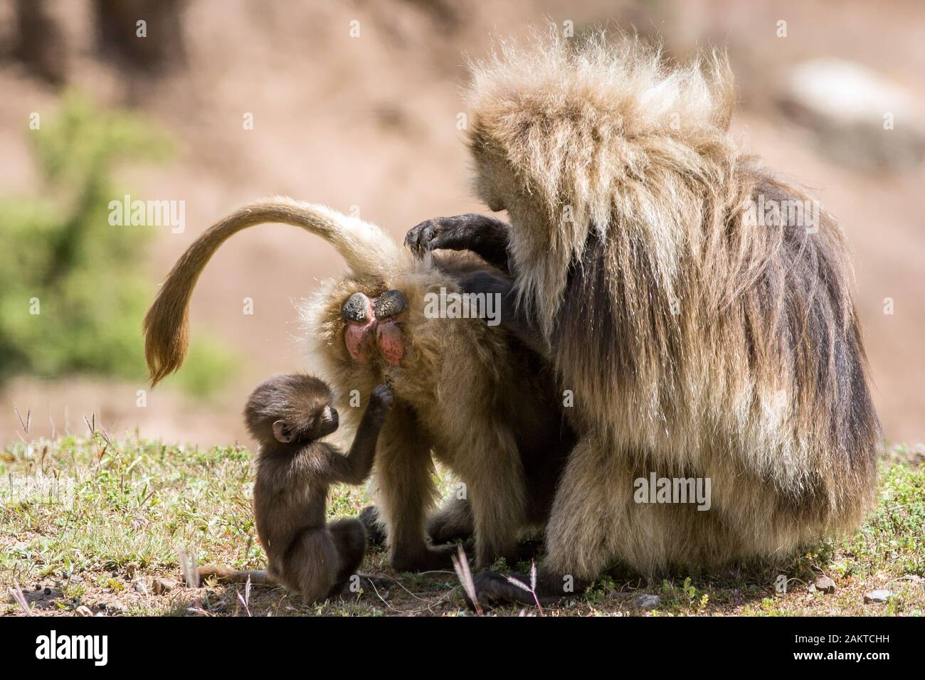 Gelada monkeys (Theropithecus Gelada) grooming each other, Simien ...