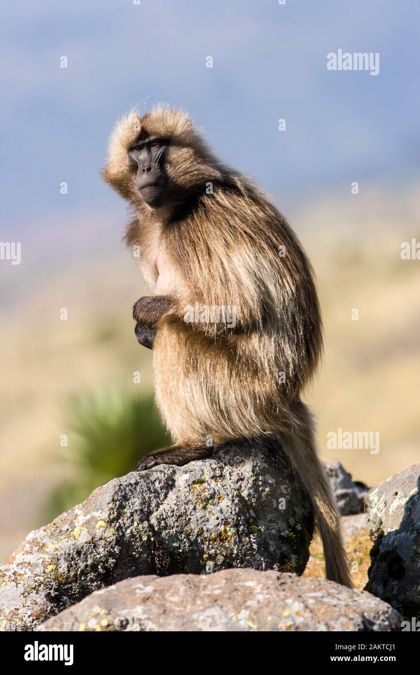 Theropithecus gelada hi-res stock photography and images - Alamy