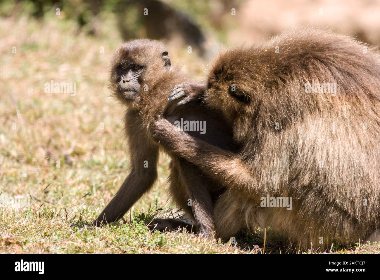 Gelada monkeys (Theropithecus Gelada) grooming each other, Simien ...