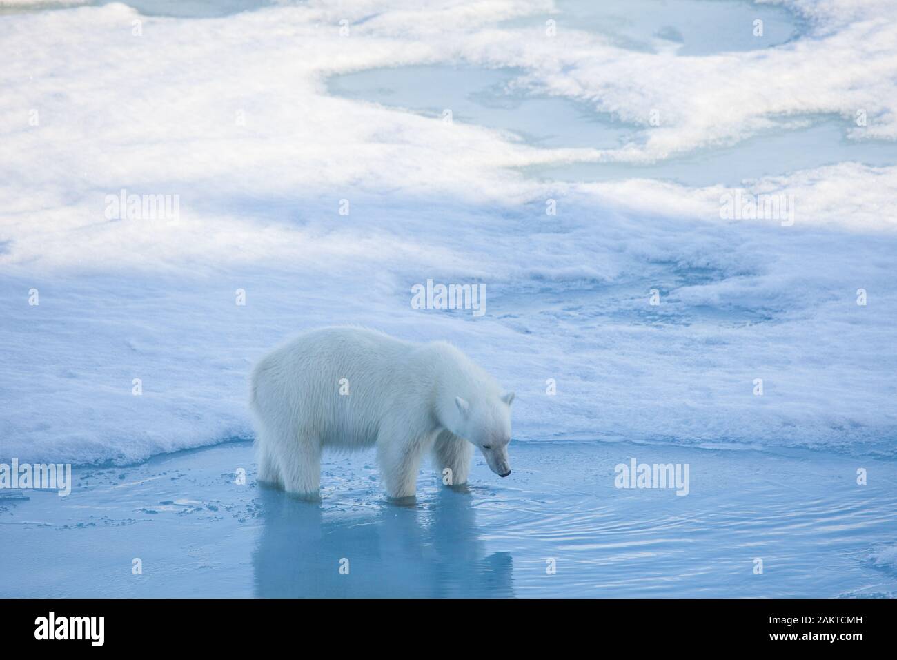 Bear land hi-res stock photography and images - Alamy