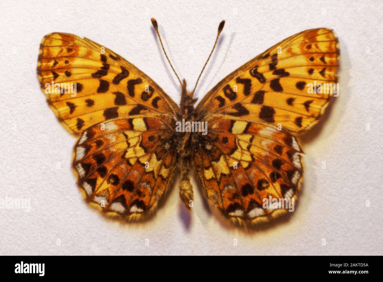 Clossiana hi-res stock photography and images - Alamy