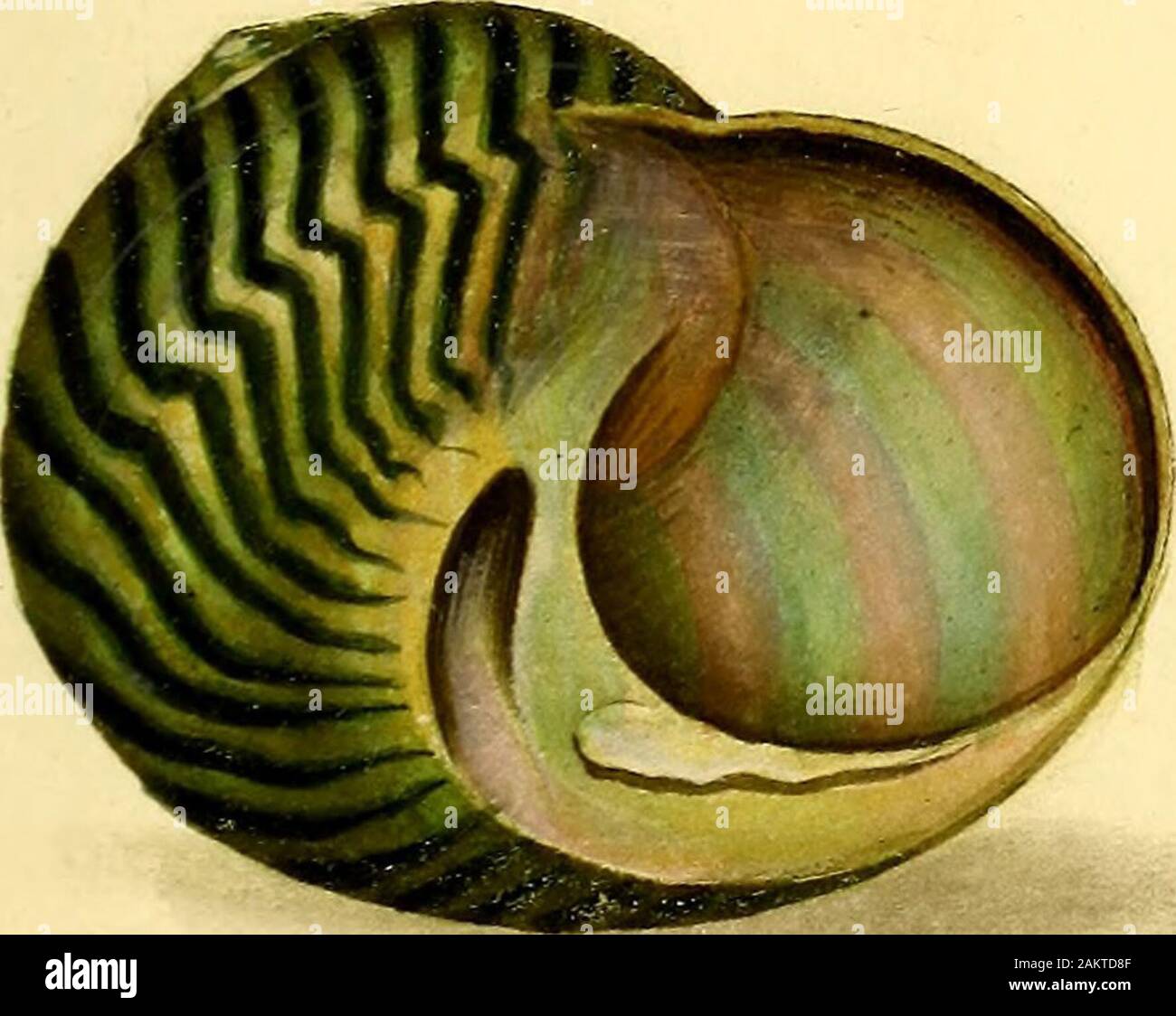 The universal conchologist : exhibiting the figure of every known shell ...