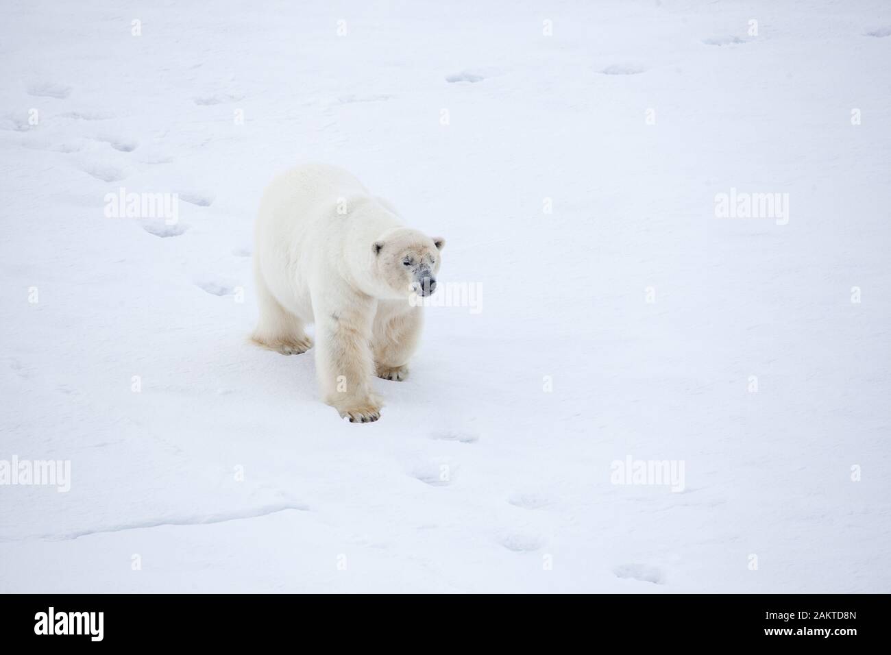 Polar bear on sea ice in the Arctic Stock Photo - Alamy