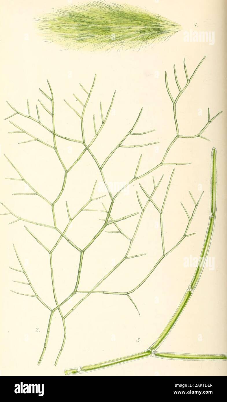 Ramuli hi-res stock photography and images - Alamy