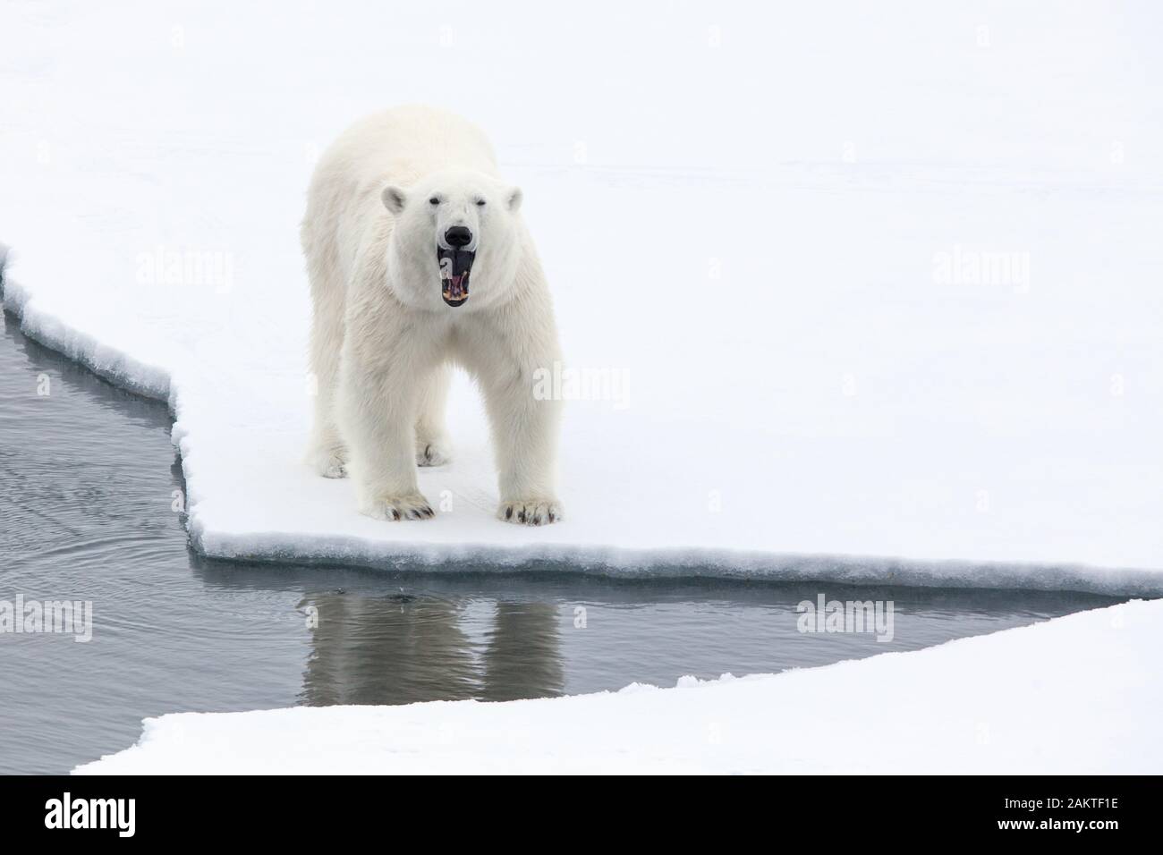 Polar bear on sea ice in the Arctic Stock Photo - Alamy