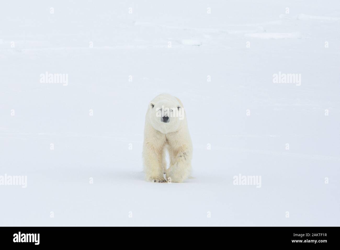 Polar bear on sea ice in the Arctic Stock Photo - Alamy