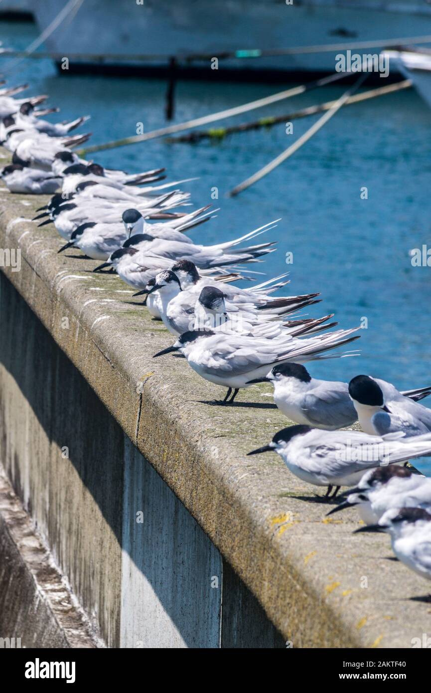 Tara bird hi-res stock photography and images - Alamy