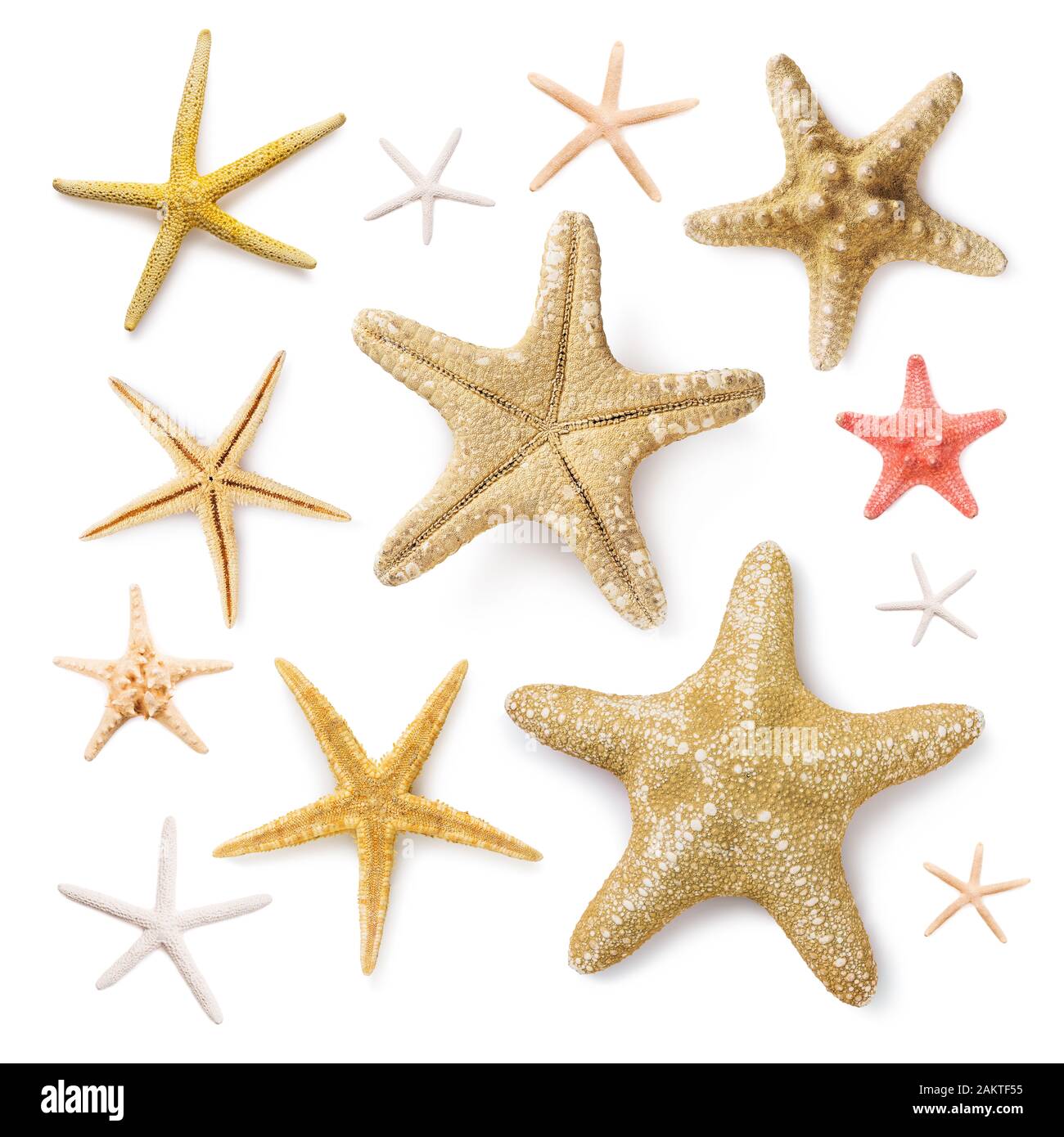 Set of different starfish isolated on a white background, top view ...