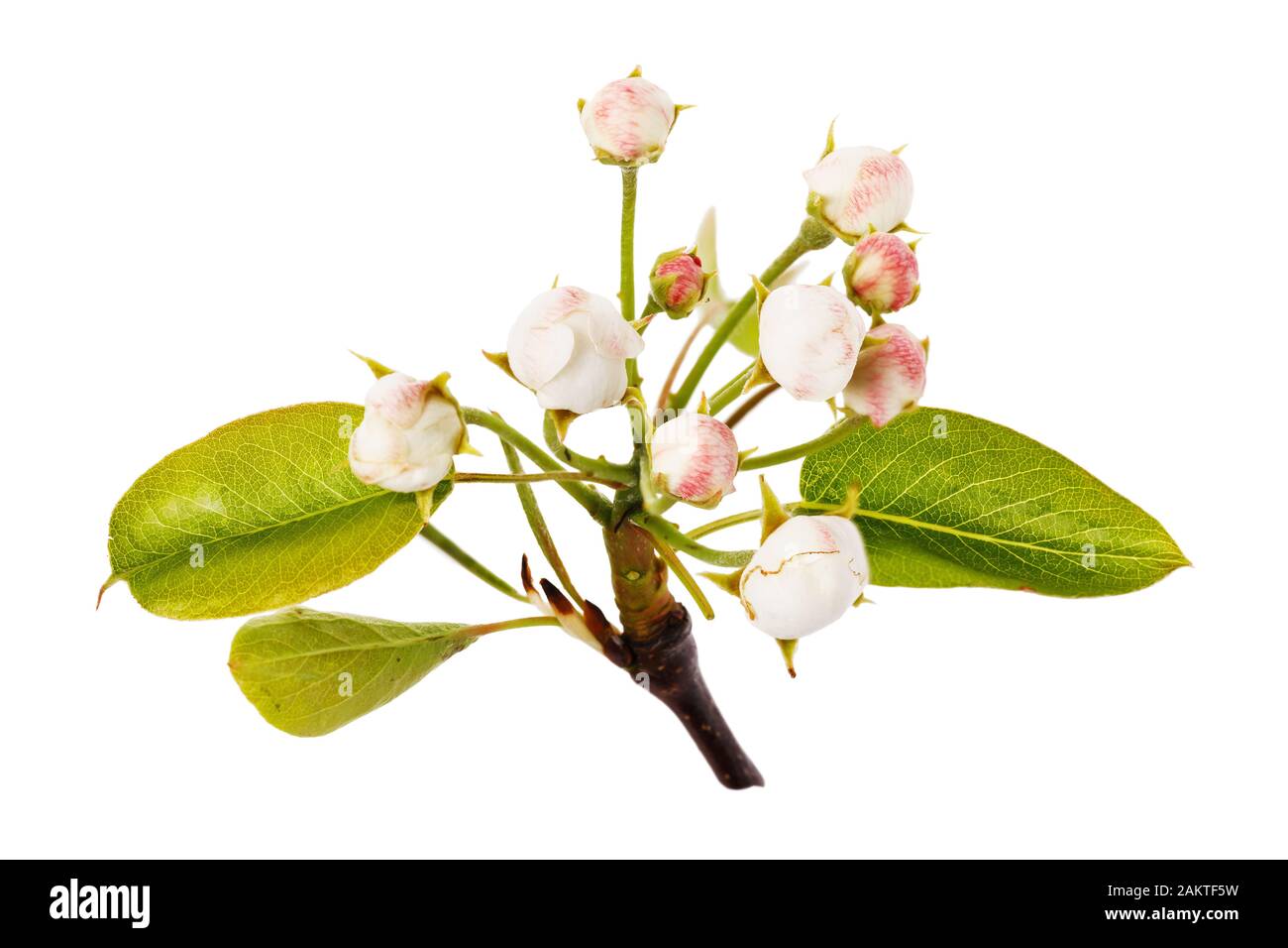 The flowering period of the apple tree. Branch isolated on white ...