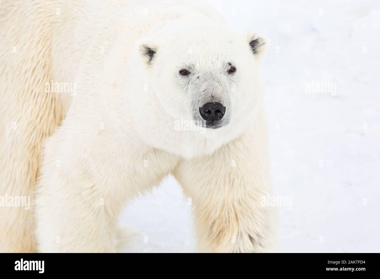 Polar bear on sea ice in the Arctic Stock Photo - Alamy