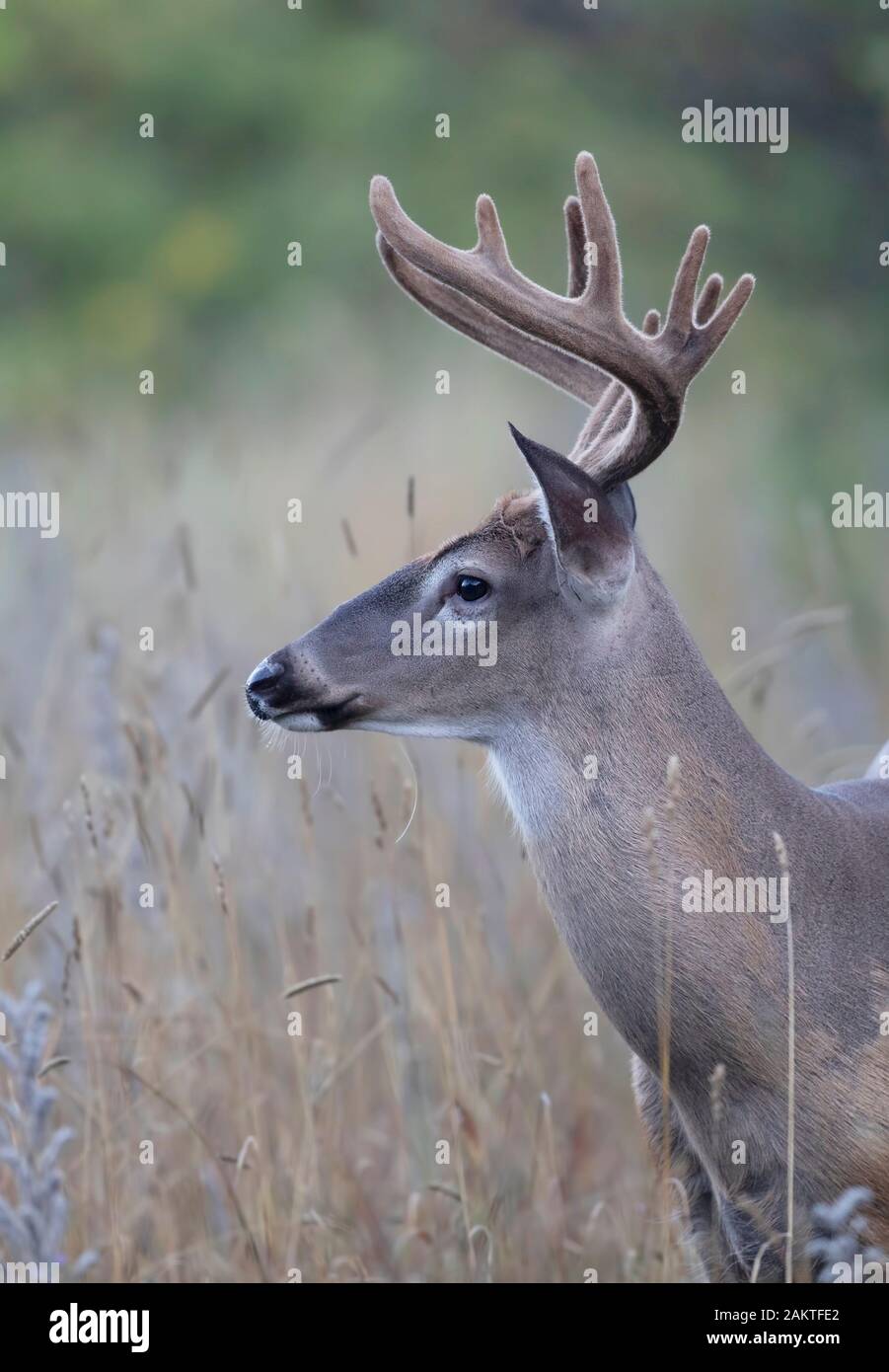 Canada white tailed deer hi-res stock photography and images - Alamy
