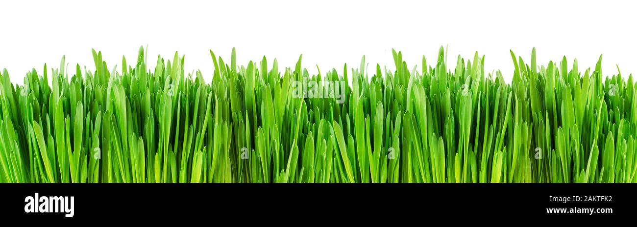 Fresh green grass edge isolated on white background Stock Photo - Alamy