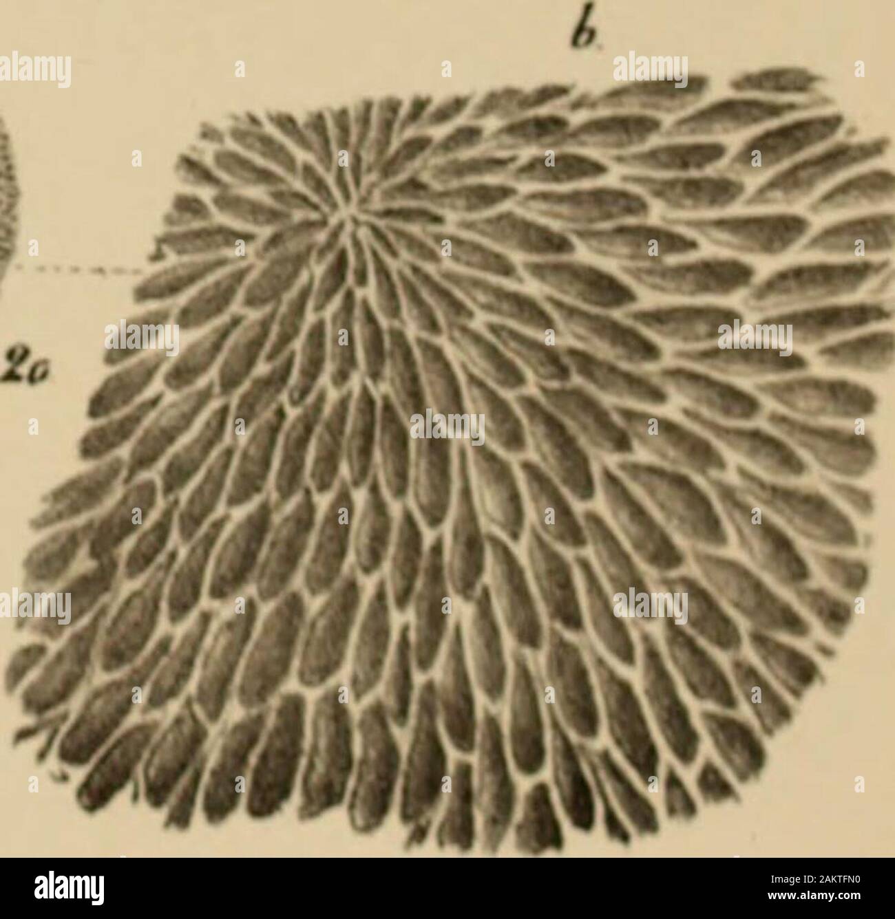 Petil hi-res stock photography and images - Alamy