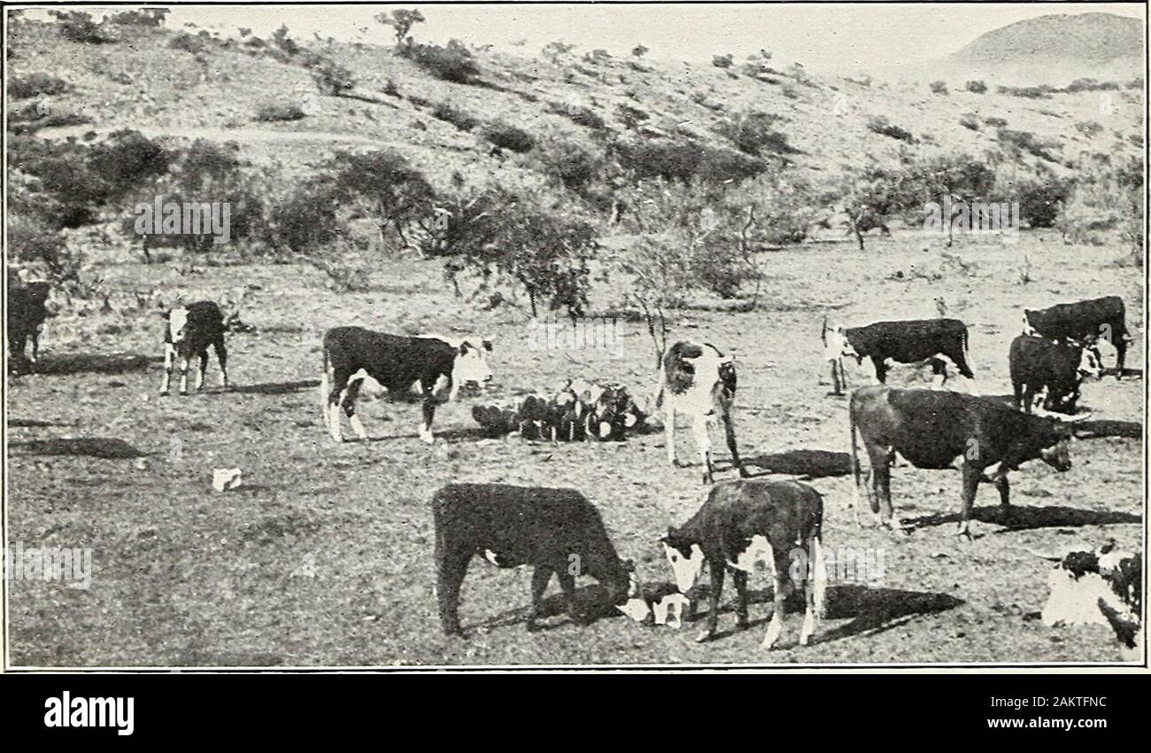 Range management on the national forests . Fig. 1.—Salt log used on ...
