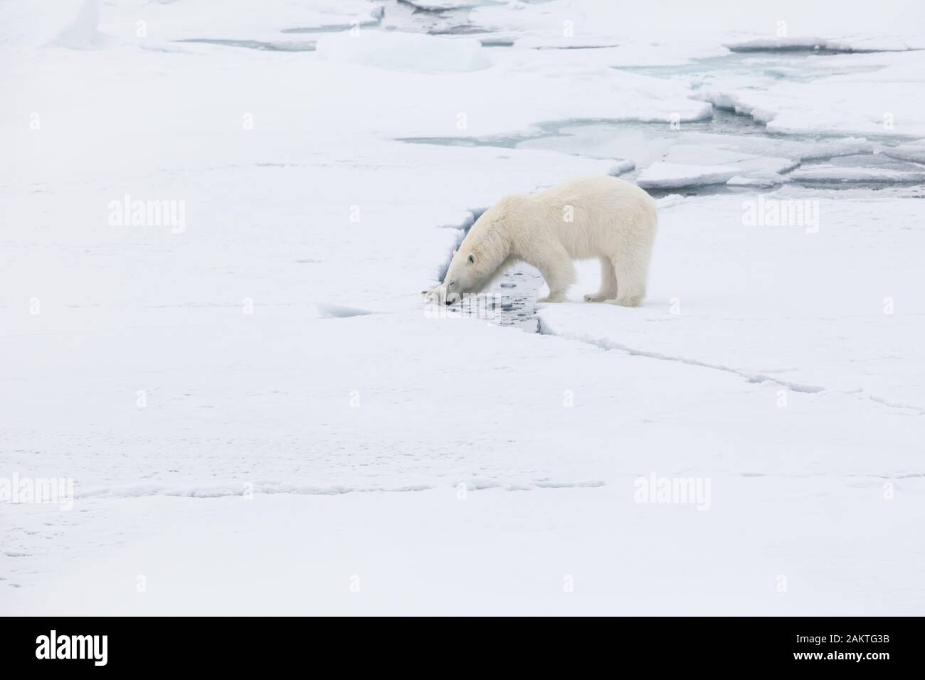 Polar bear on sea ice in the Arctic Stock Photo - Alamy