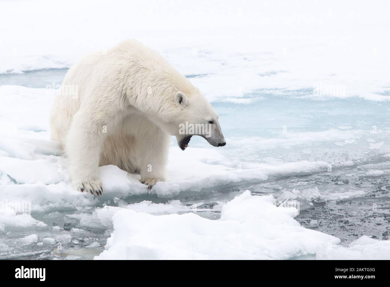 Polar bear on sea ice in the Arctic Stock Photo - Alamy