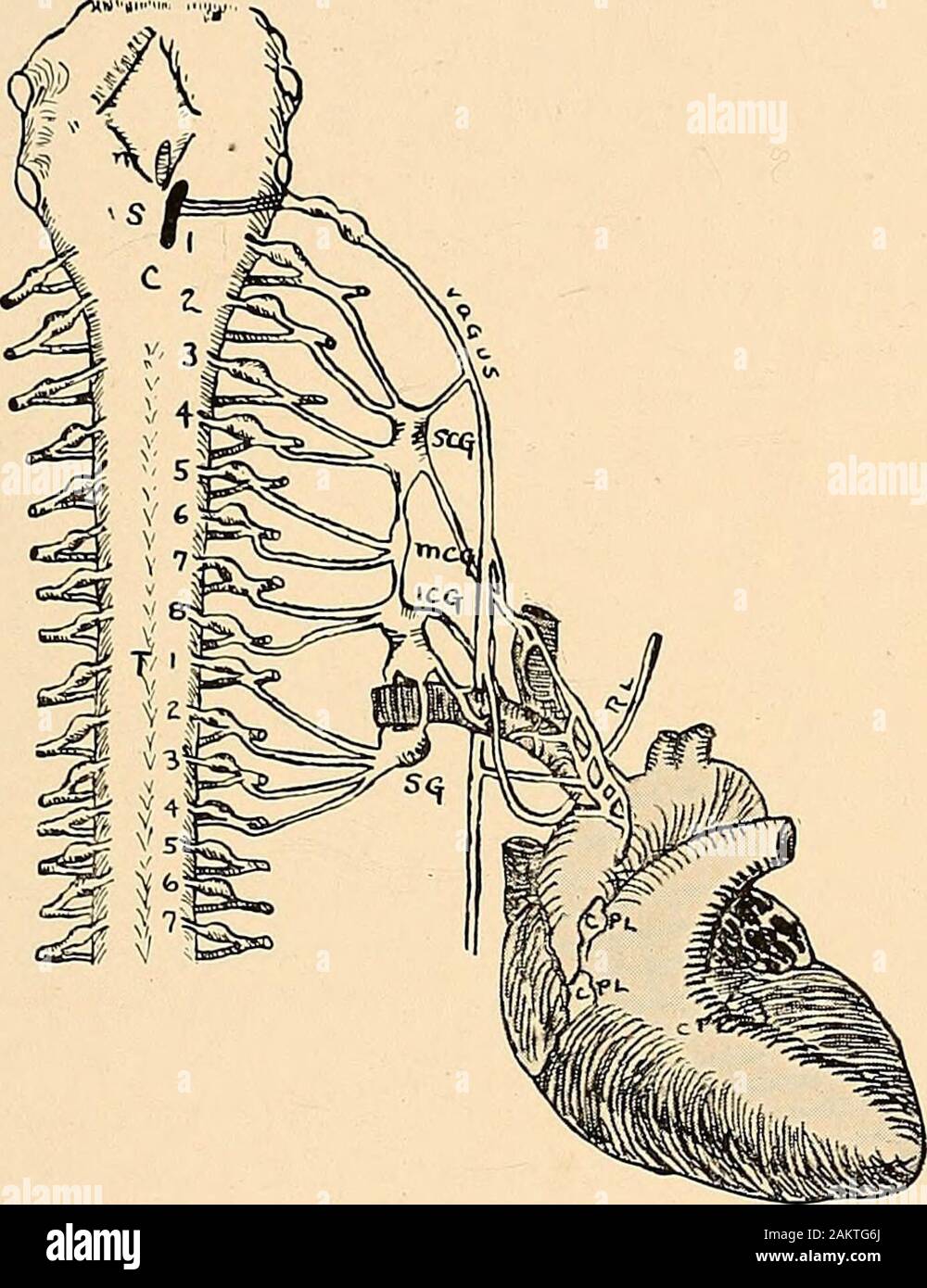 Chronotropy hi-res stock photography and images - Alamy