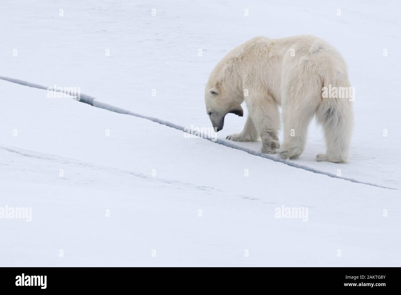 Polar bear on sea ice in the Arctic Stock Photo - Alamy