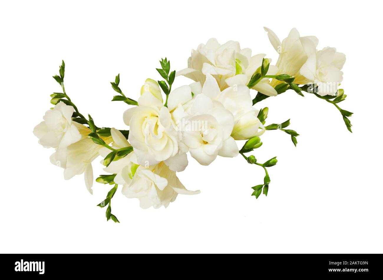 White freesia flowers in a beautiful arrangment isolated on white ...