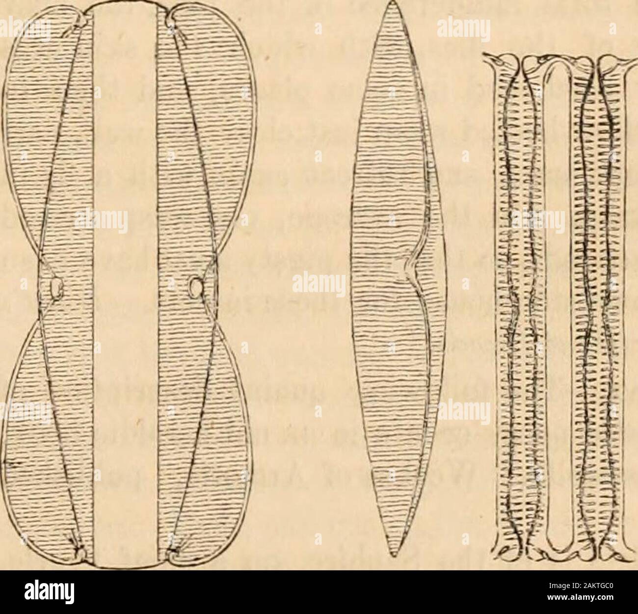 Amphiprora hi-res stock photography and images - Alamy