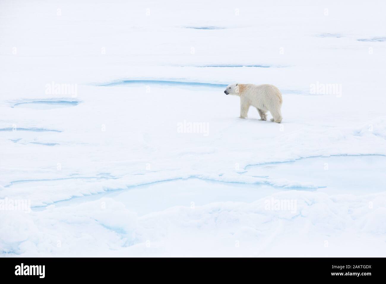 Polar bear on sea ice, Arctic Stock Photo - Alamy