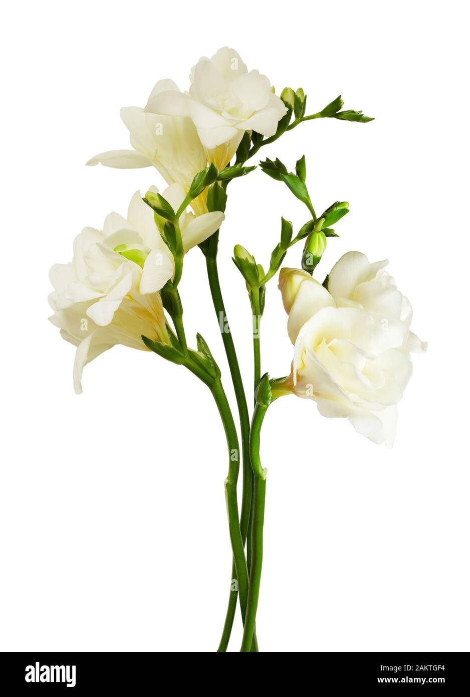 White freesia flowers and buds isolated on white background Stock Photo ...