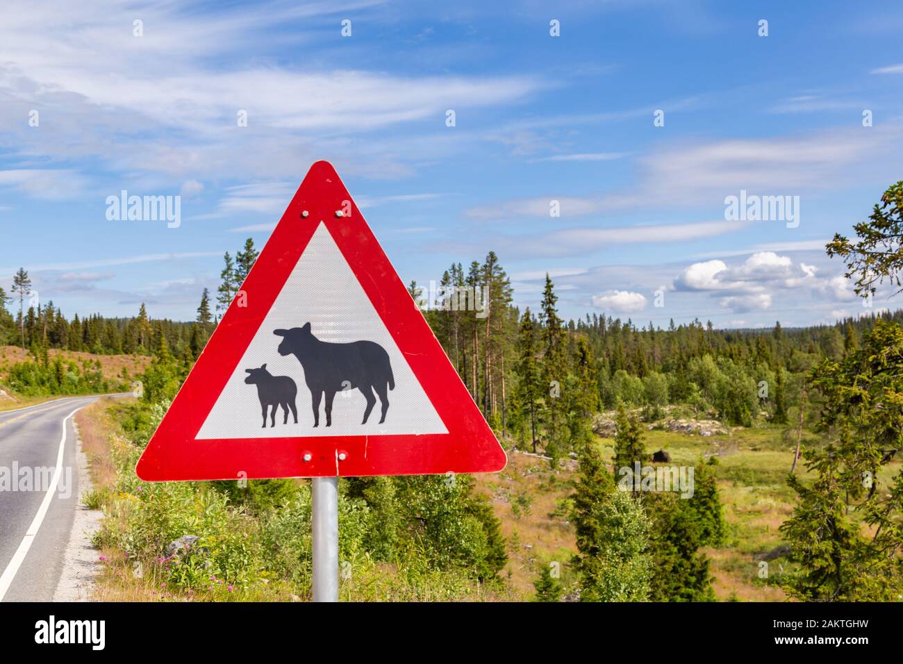 Sheep warning traffic sign along the road in Norway. Beware of the ...