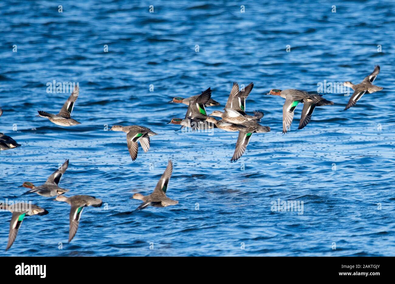 Ducks flying uk water hi-res stock photography and images - Alamy