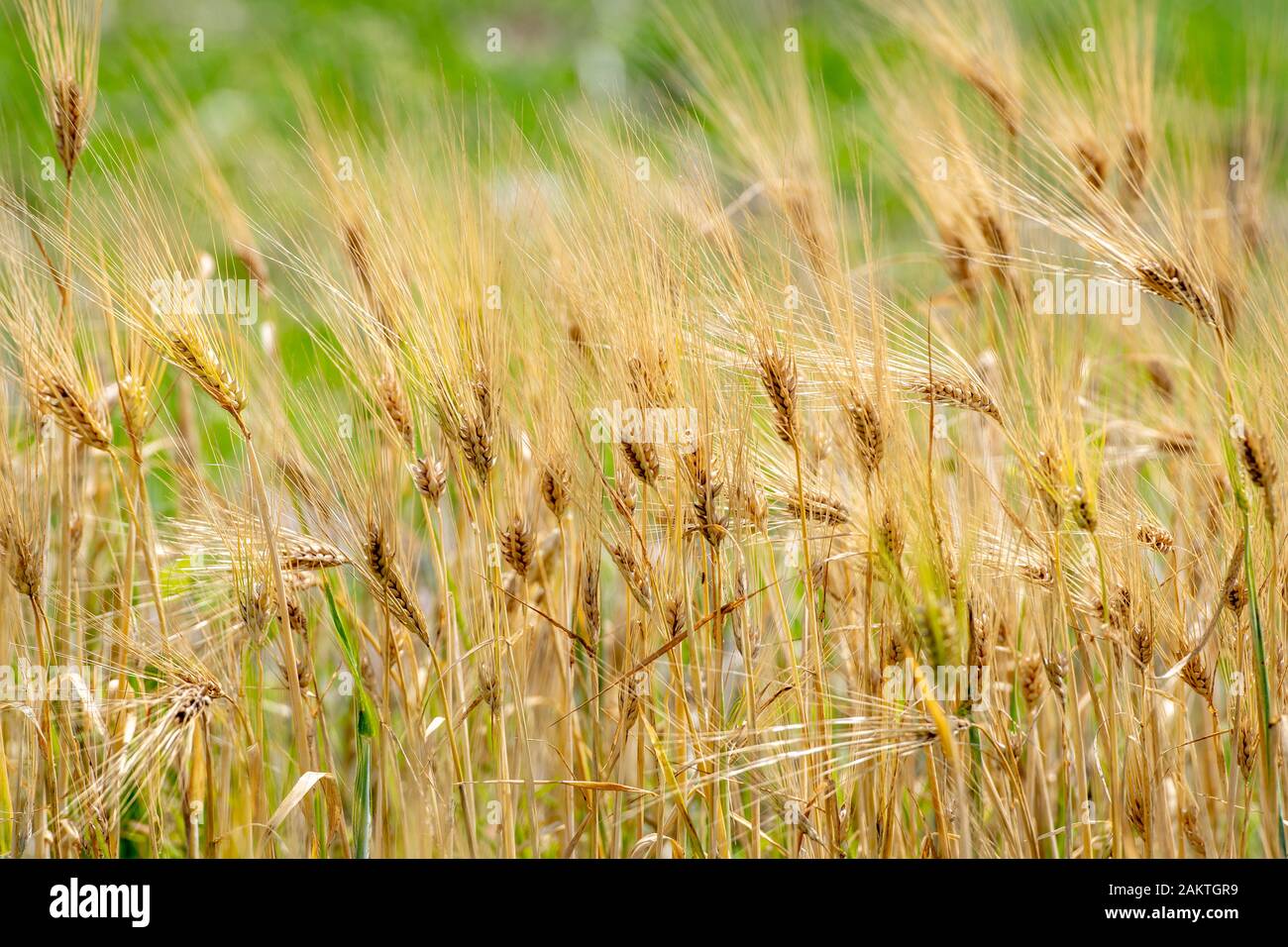Barley growing in a farm field, Oriole, Maryland, USA Stock Photo - Alamy