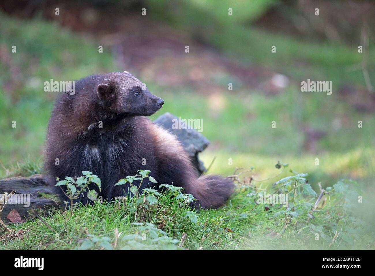 Wolverine hi-res stock photography and images - Alamy