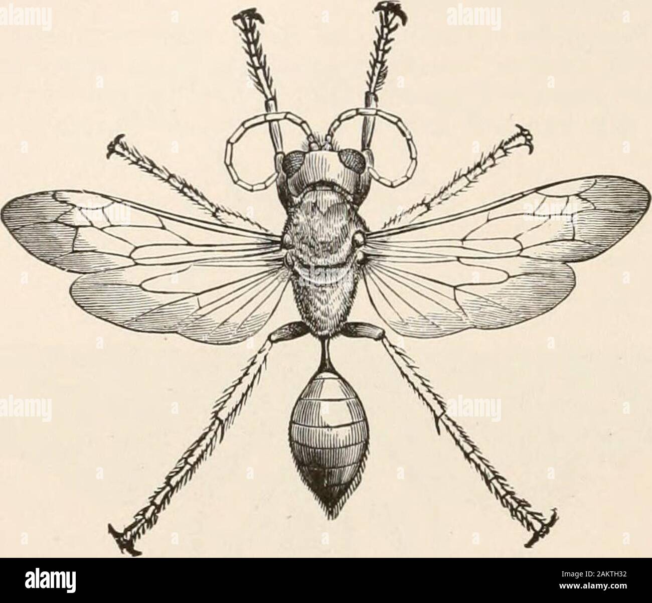 Entomology for beginners; for the use of young folks, fruitgrowers ...