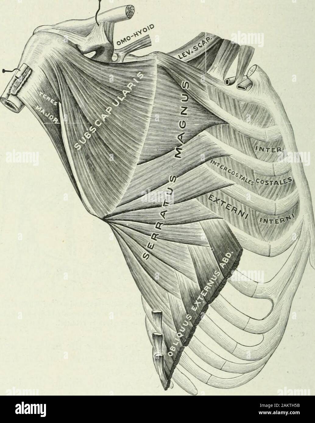 Inferior angle of scapula hi-res stock photography and images - Alamy