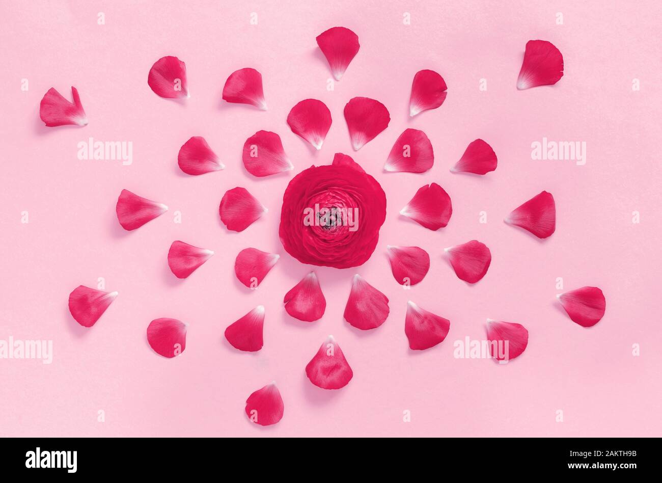 Pink ranunculus flowers and petals on a light pink background top view ...