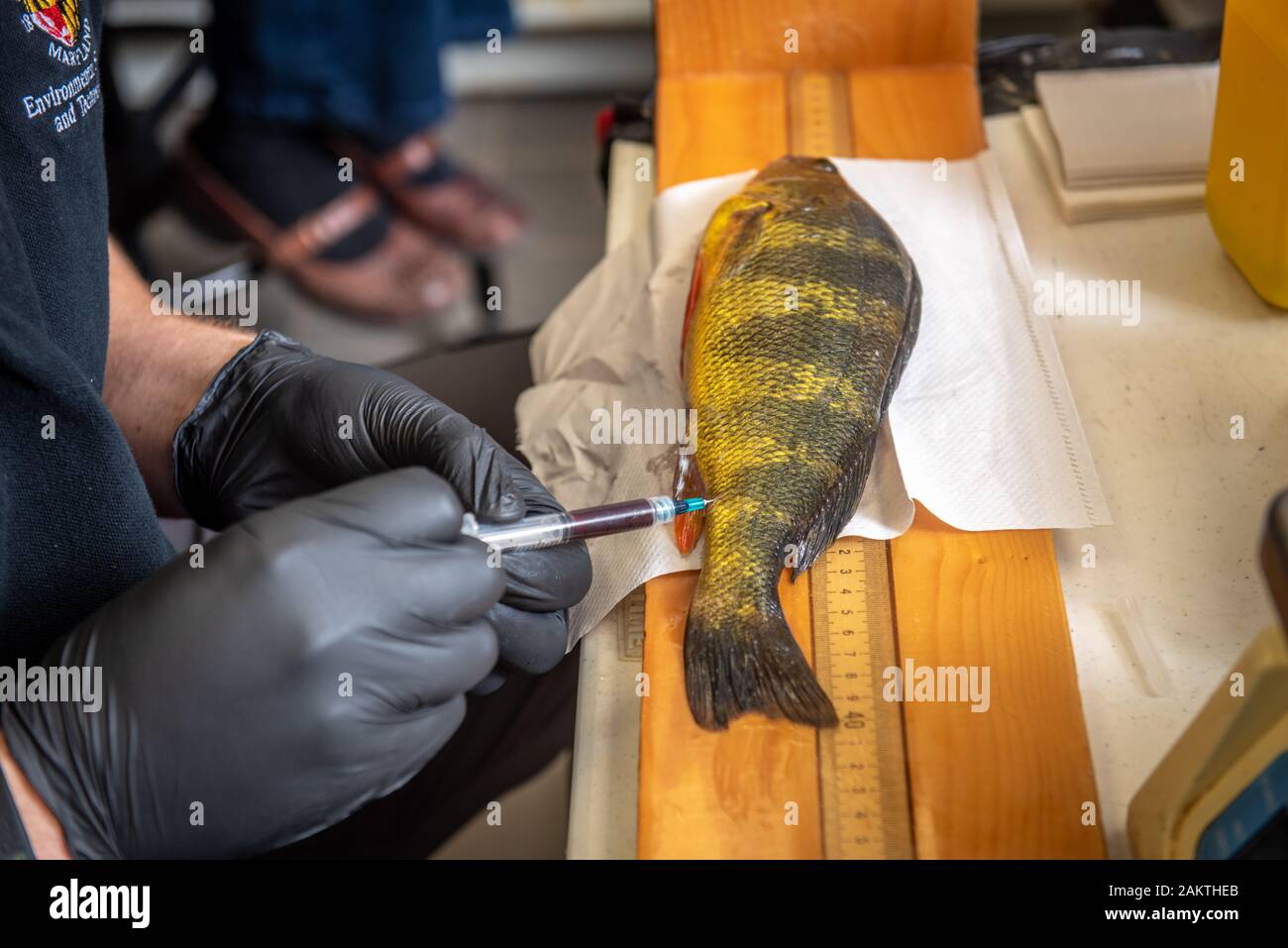 Researchers examining yellow perch specimens from the Choptank river ...