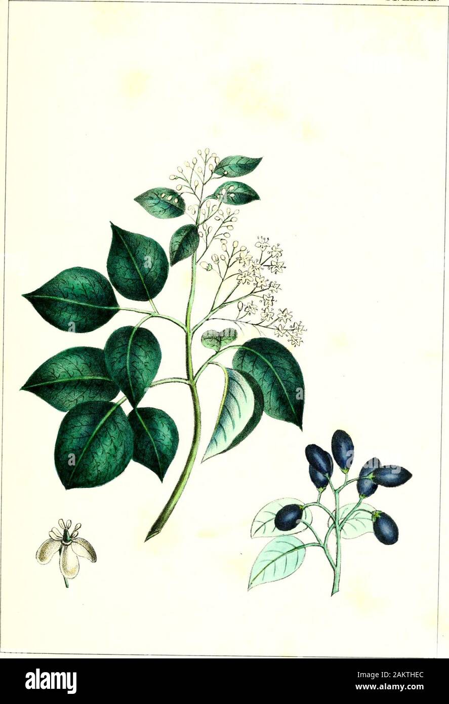 Sylva series hi-res stock photography and images - Alamy