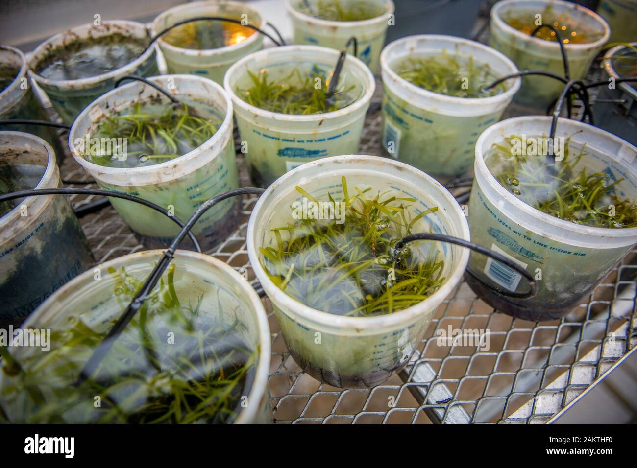 Laboratory specimens hi-res stock photography and images - Alamy