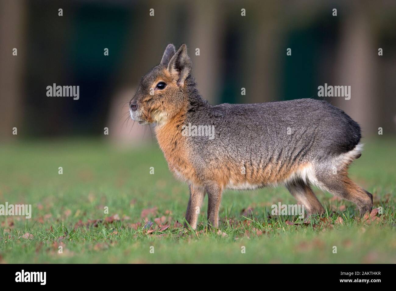 Patagonian Mara (Dolichotis patagonum) CAPTIVE Stock Photo - Alamy