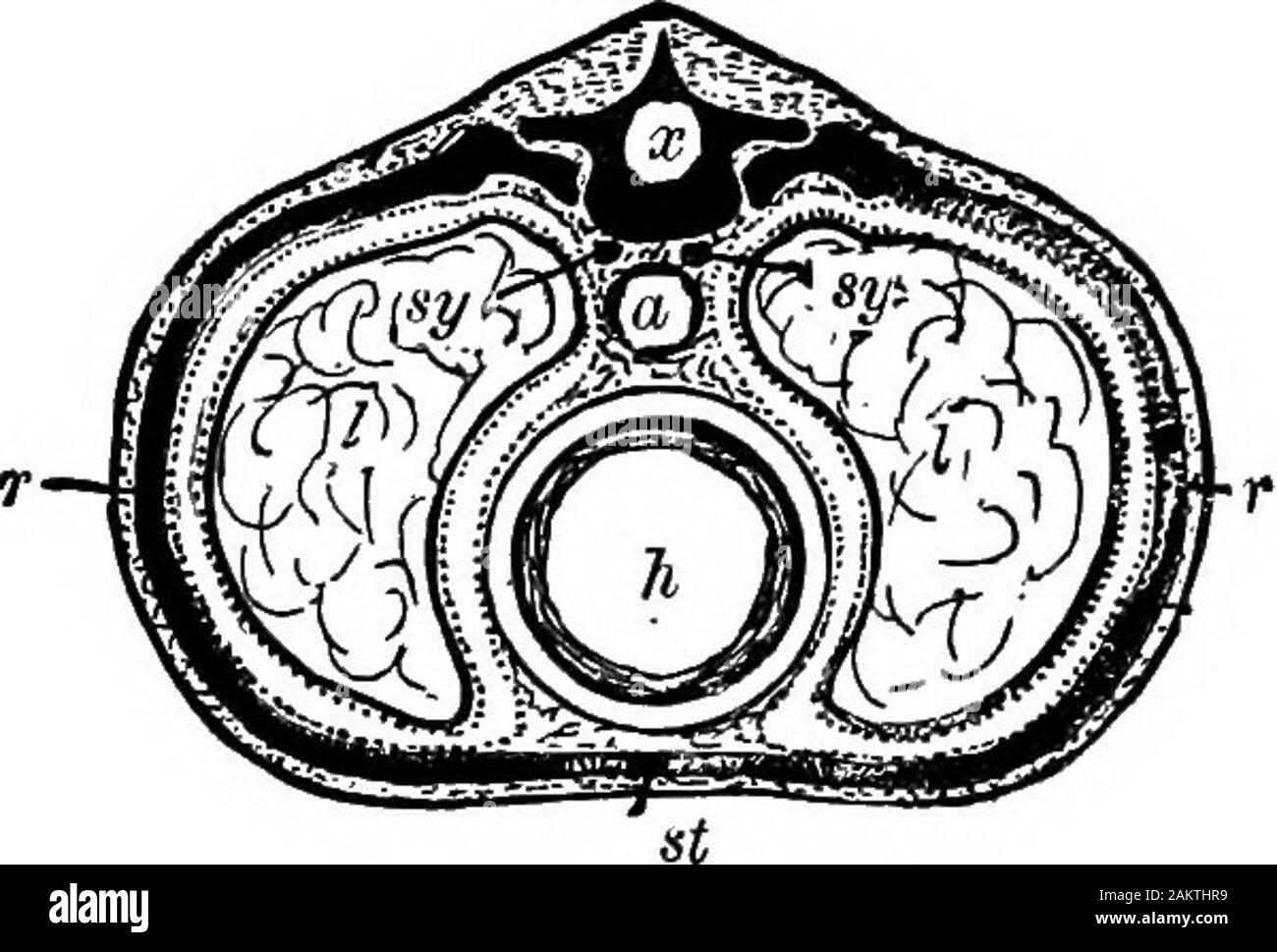 First lesson in zoology : adapted for use in schools . chamber, opening ...