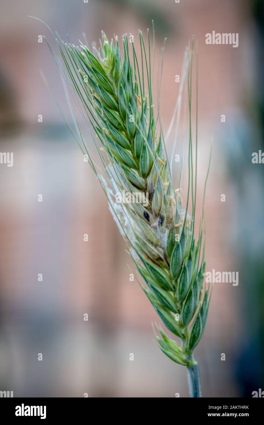 Head of wheat hi-res stock photography and images - Alamy