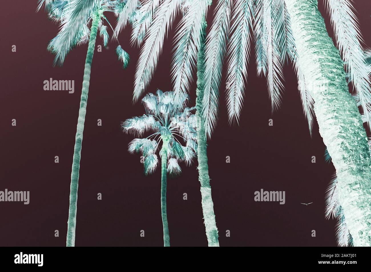 A dark colour palette inverted image of palm trees and palm leaves ...