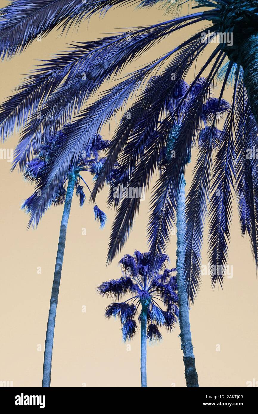 Peach palm trees hi-res stock photography and images - Alamy