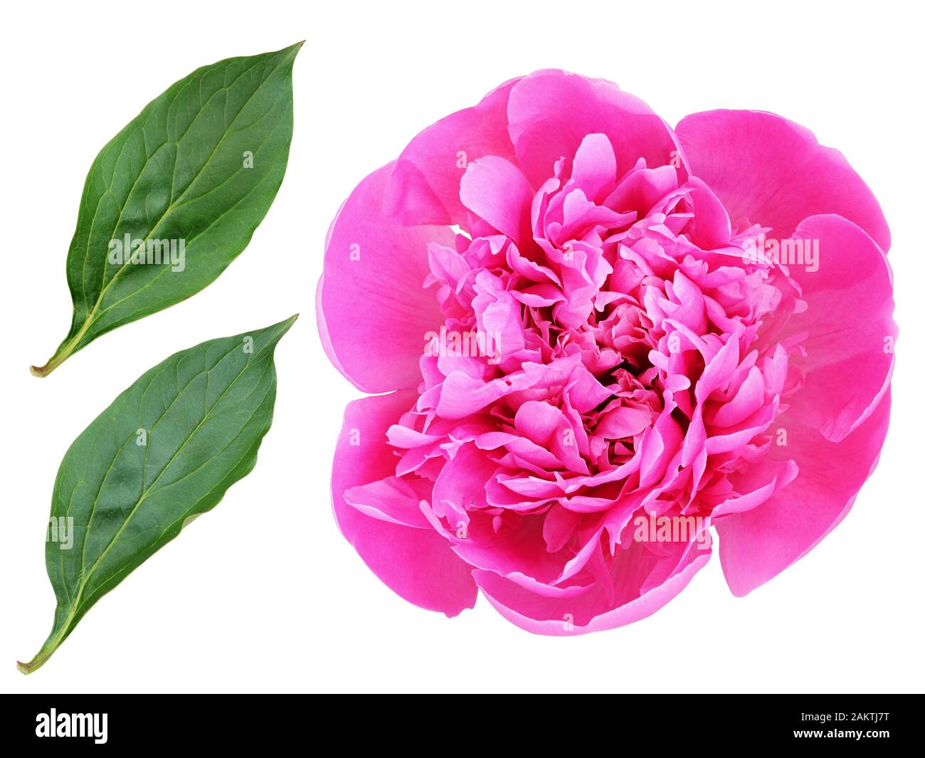 Set green peony leaves Cut Out Stock Images & Pictures - Alamy