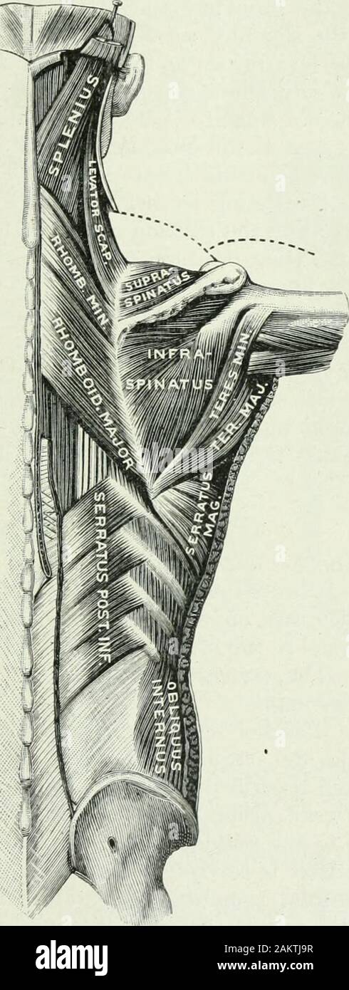 Applied anatomy and kinesiology; the mechanism of muscular movement ...