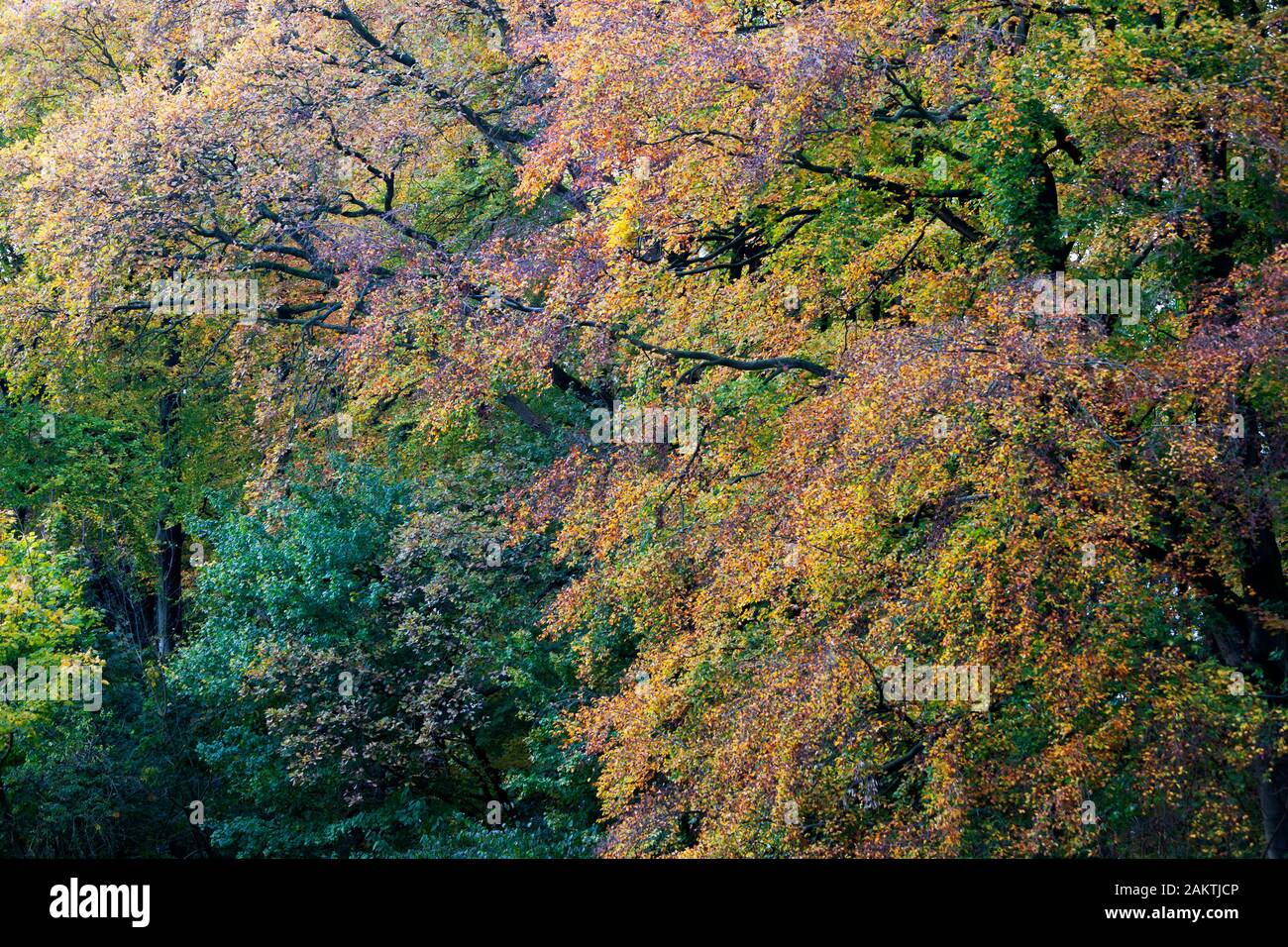 Deciduous trees in autumn in the Netherlands Stock Photo - Alamy