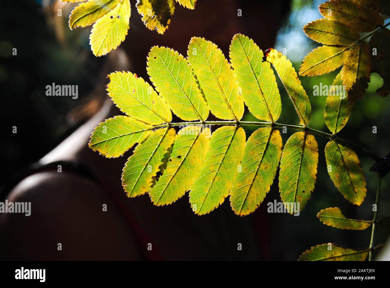 Light passing through a leaf Stock Photo - Alamy