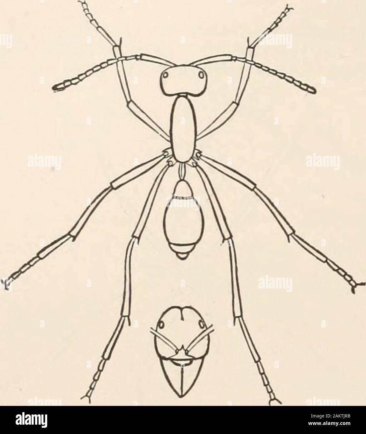 Genera atta hi-res stock photography and images - Alamy