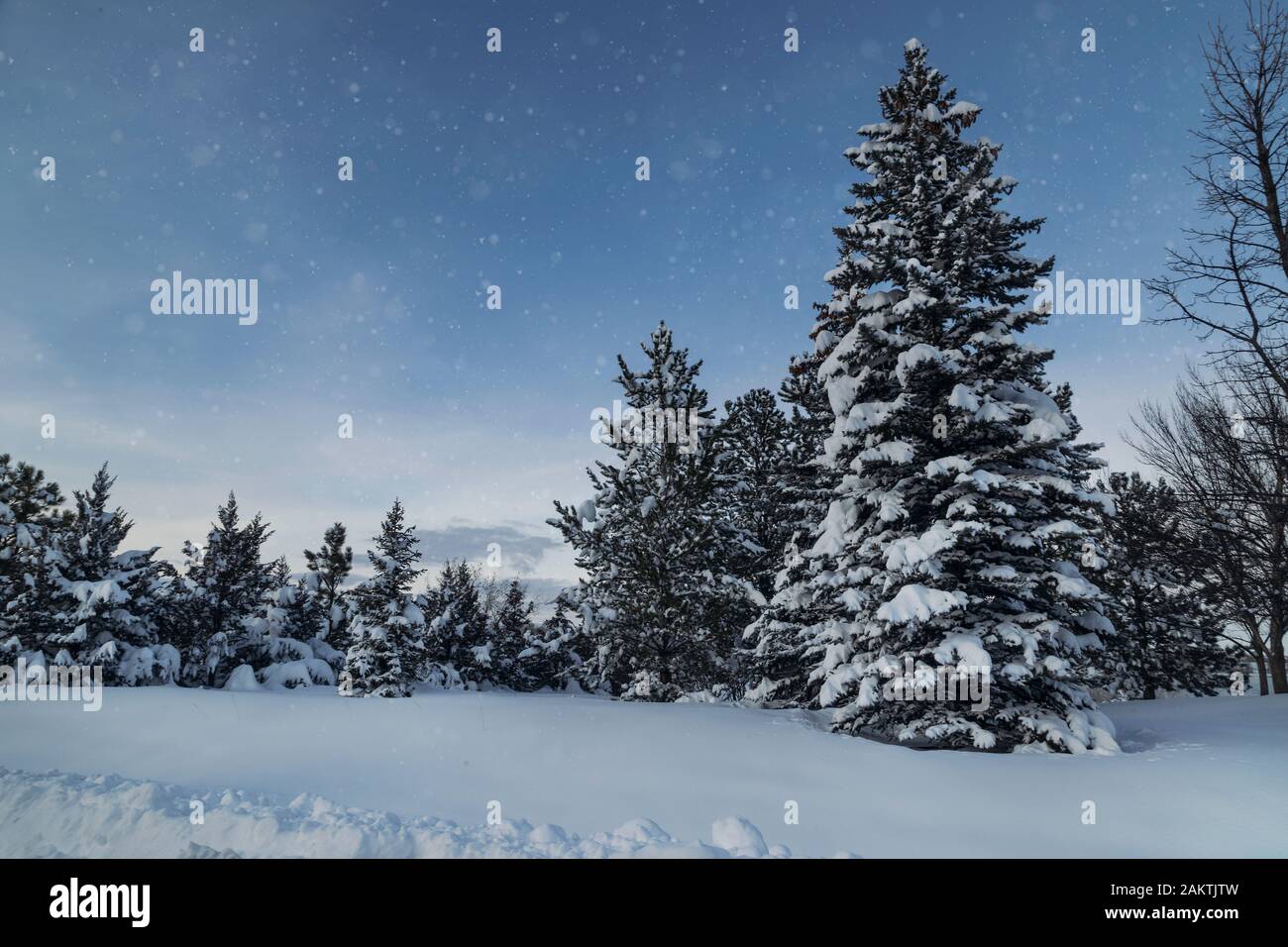Snow falling on evergreens hi-res stock photography and images - Alamy