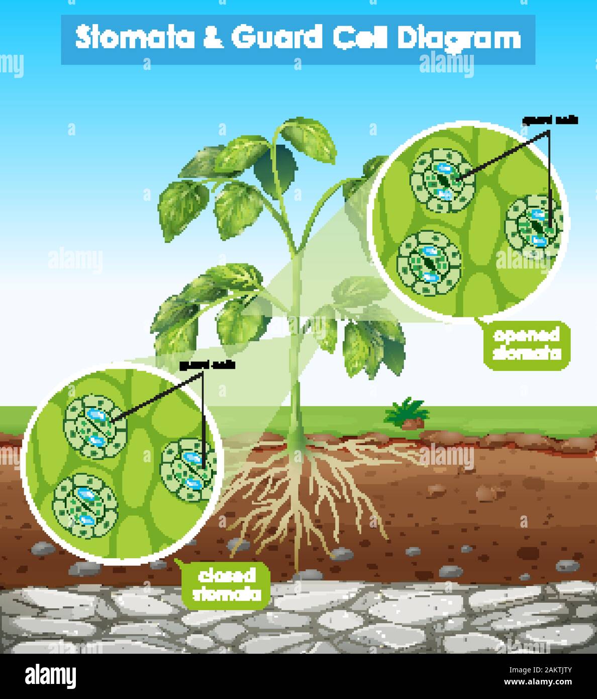 Stomata In Photosynthesis
