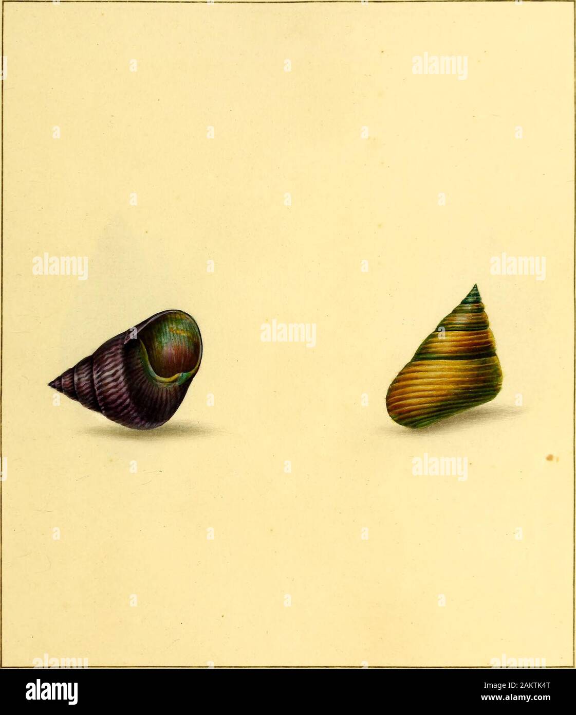 The universal conchologist : exhibiting the figure of every known shell ...